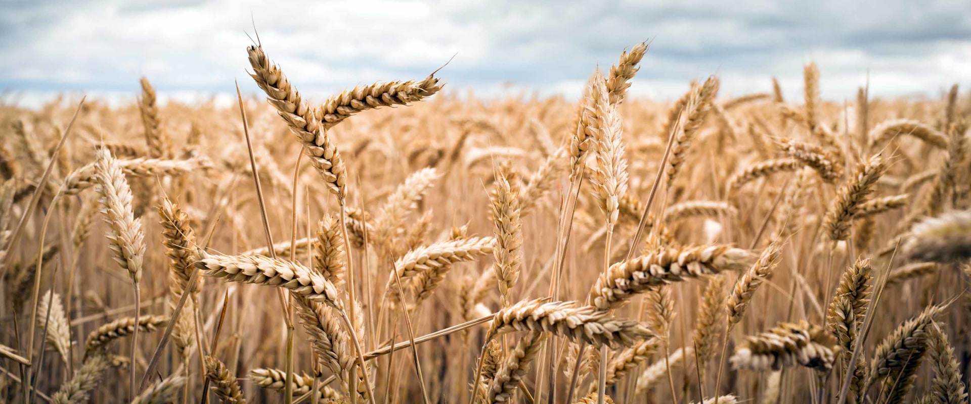 What is the best commodity etf?